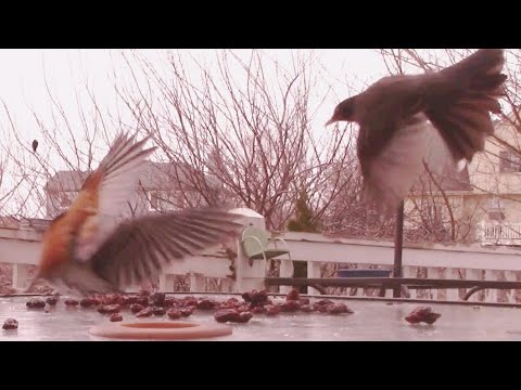 Clips For Cats #1 - Robins And Starlings Eating Raisins - YouTube