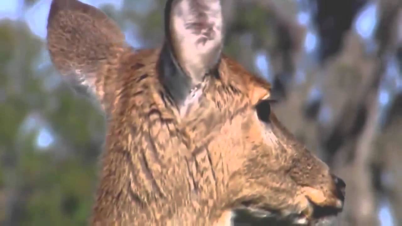 deer Documentary Full Documentary - YouTube