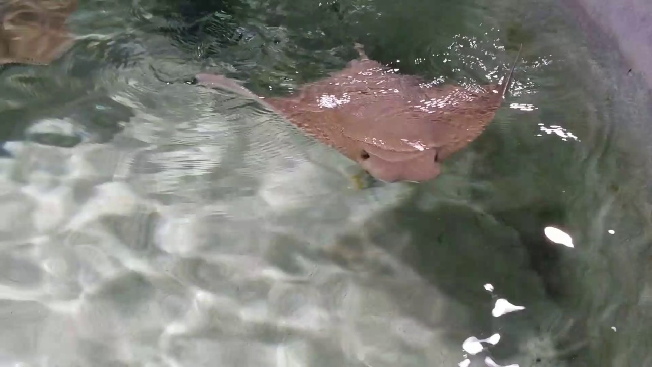 Key West Aquarium - Stingrays - YouTube