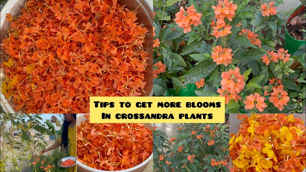 How to grow Crossandra plants? Tips to get more and more blooms in ...