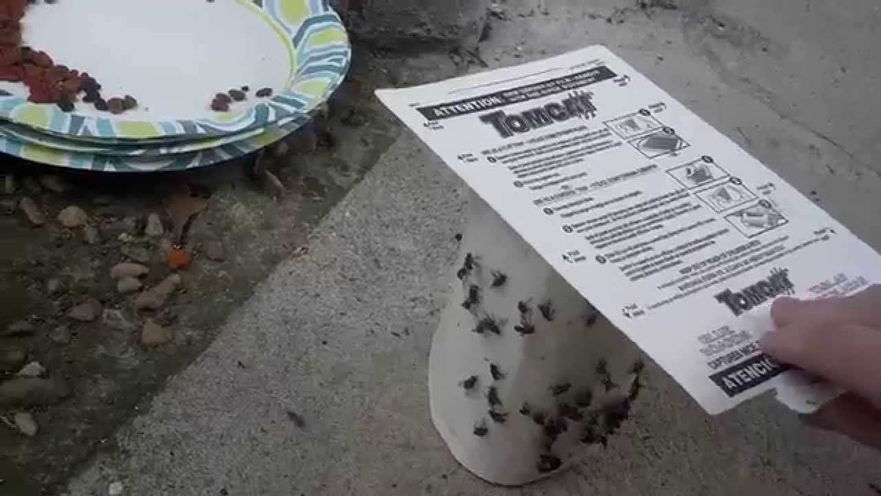 Stuck flies buzzing - YouTube