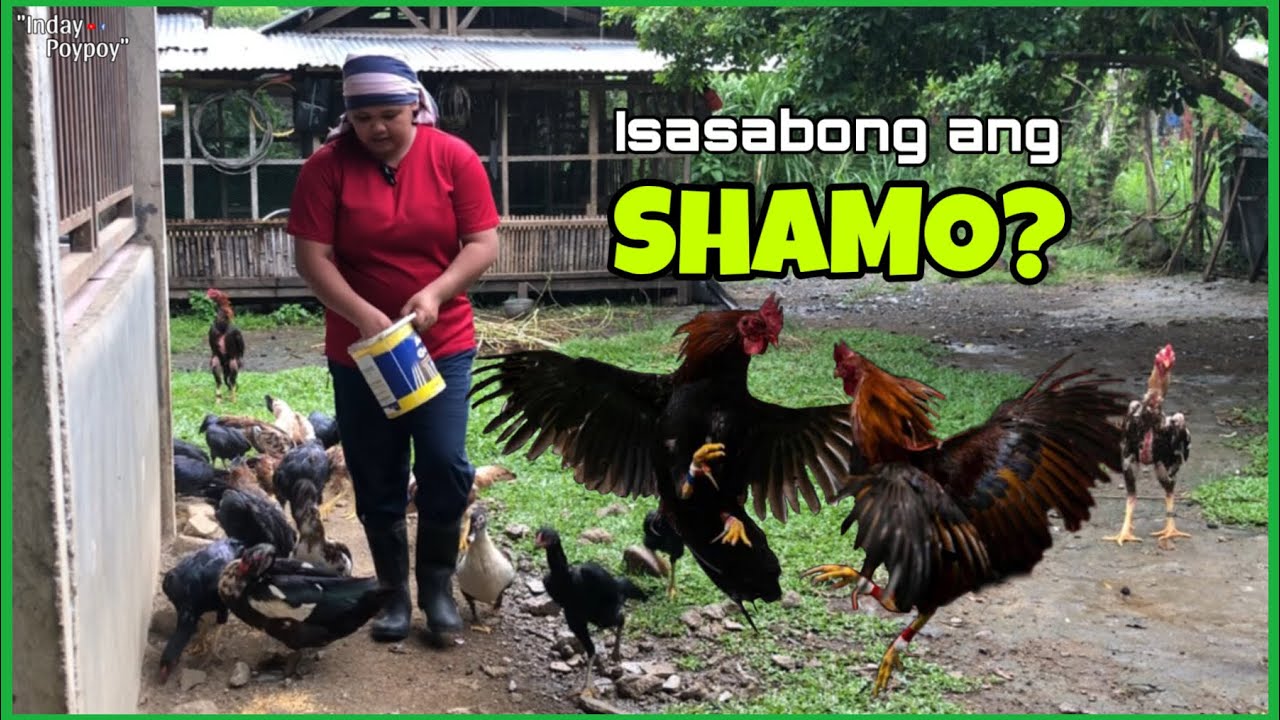 PWEDE BANG ISABONG ANG MANOK NA SHAMO NAMIN? | INDAY POYPOY - YouTube