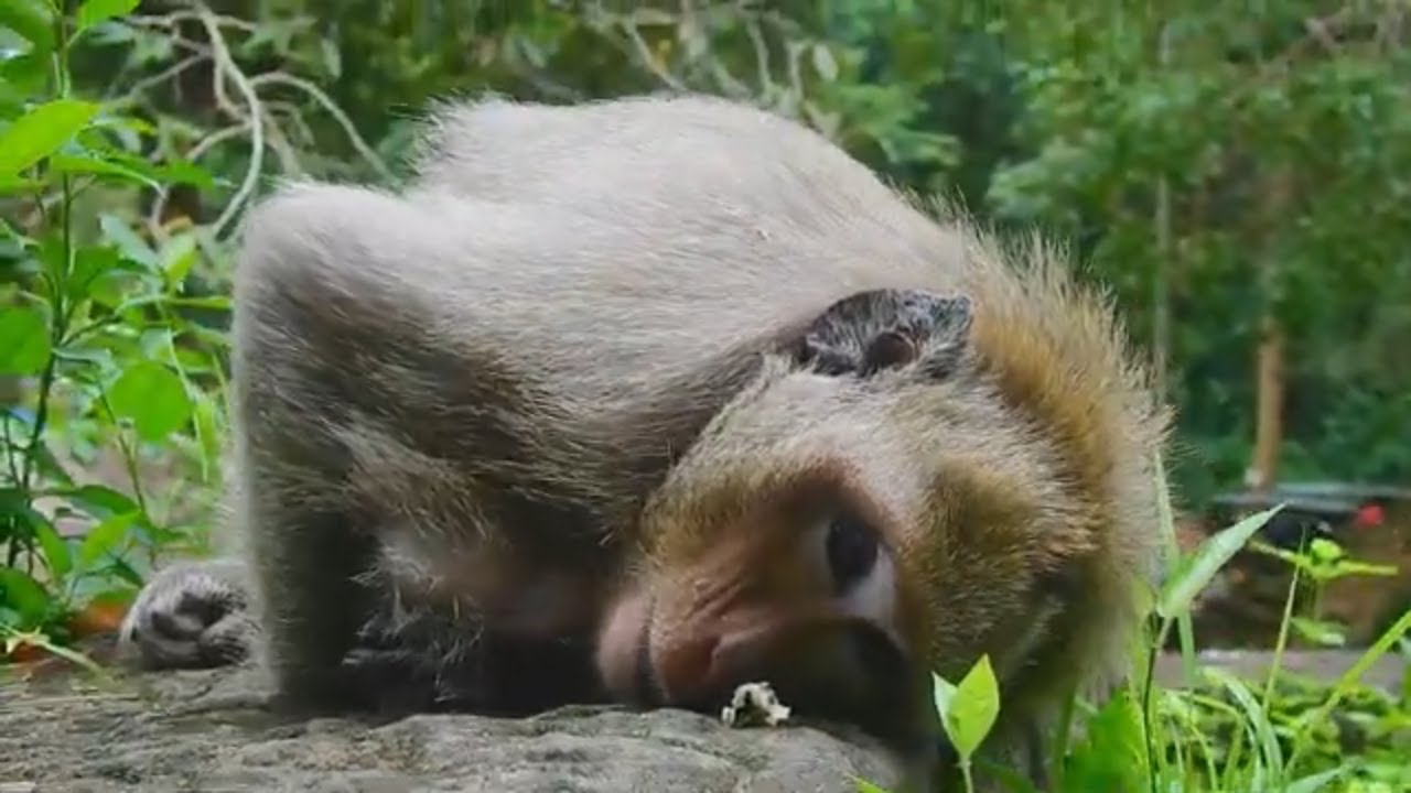 Pity Dana missing her baby Daniela, Update Monkey Dana today, Dana ...