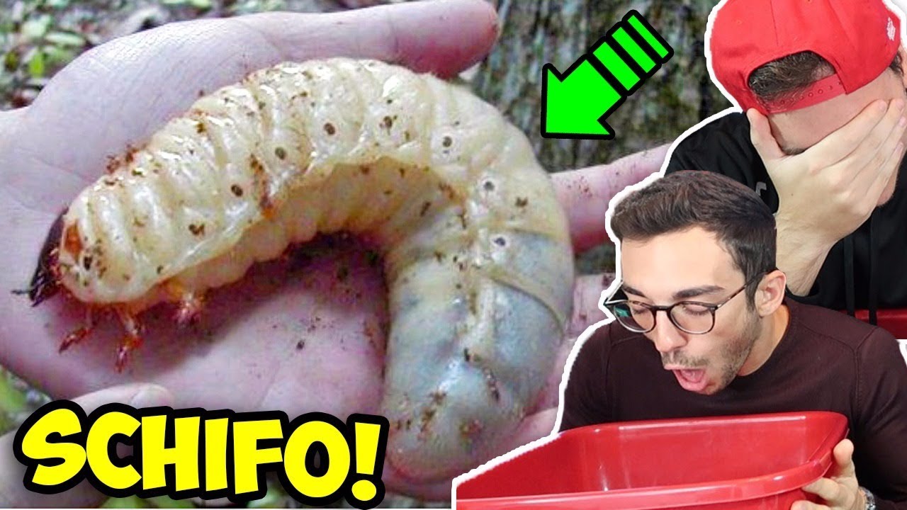 most disgusting insects in the world - YouTube