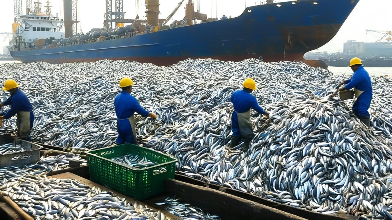 Fishermen catch and process fish on modern boats, the dark side of ...