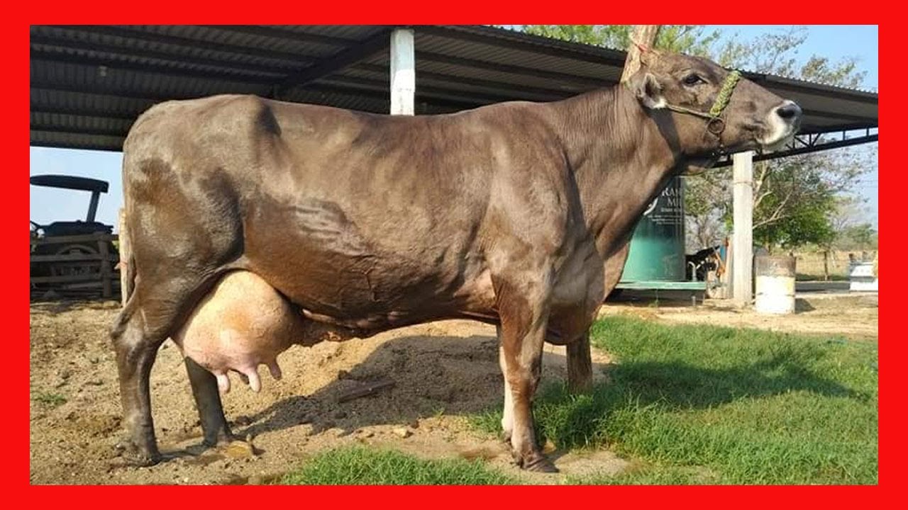 RANCHO MIURA CRIADOR DE SUIZO AMERICANO EN MEXICO - YouTube