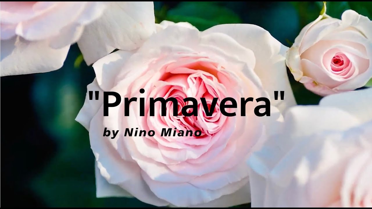 "Primavera" - CLASSIC UNEDITED ORIGINAL Compositions by Nino Miano ...