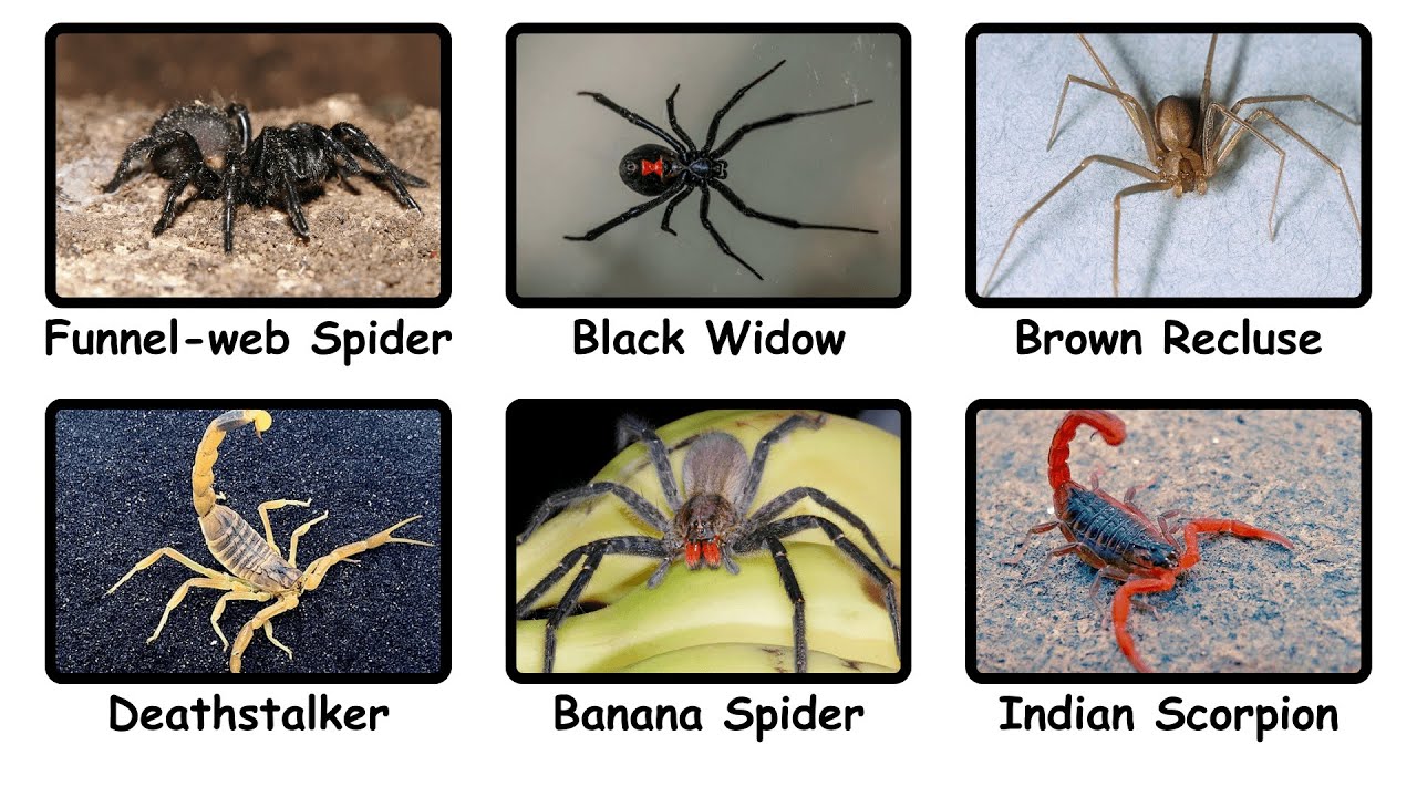 Every Deadly Arachnid Explained in 8 Minutes - YouTube