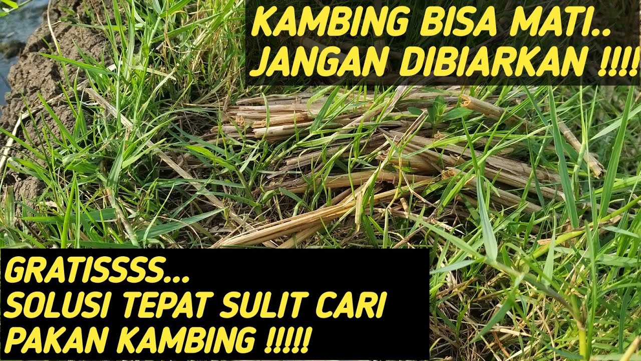Pakan Gratis ‼ Solusi sulit cari Pakan Kambing ‼ Kambing kurus jika ...