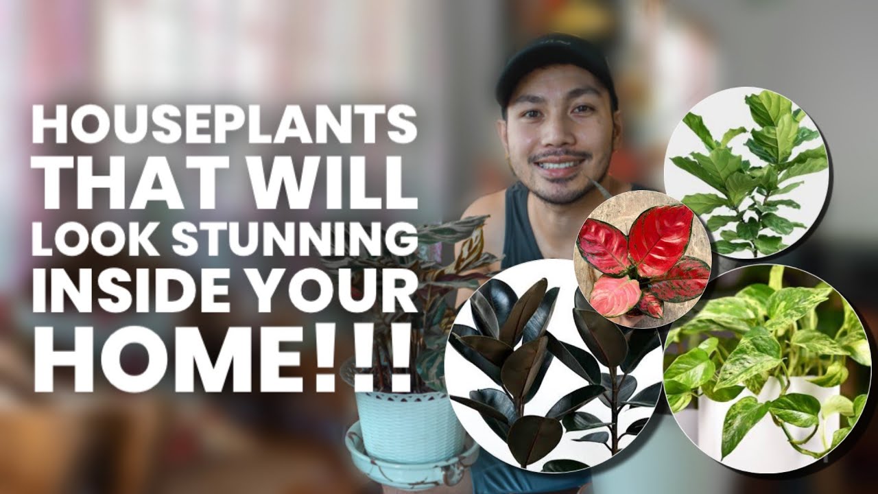 BEST HOUSEPLANTS NA PANG DISPLAY SA LOOB NG ATING BAHAY! - YouTube