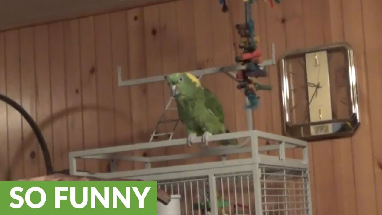 Parrot sings his rendition of classic country song - YouTube