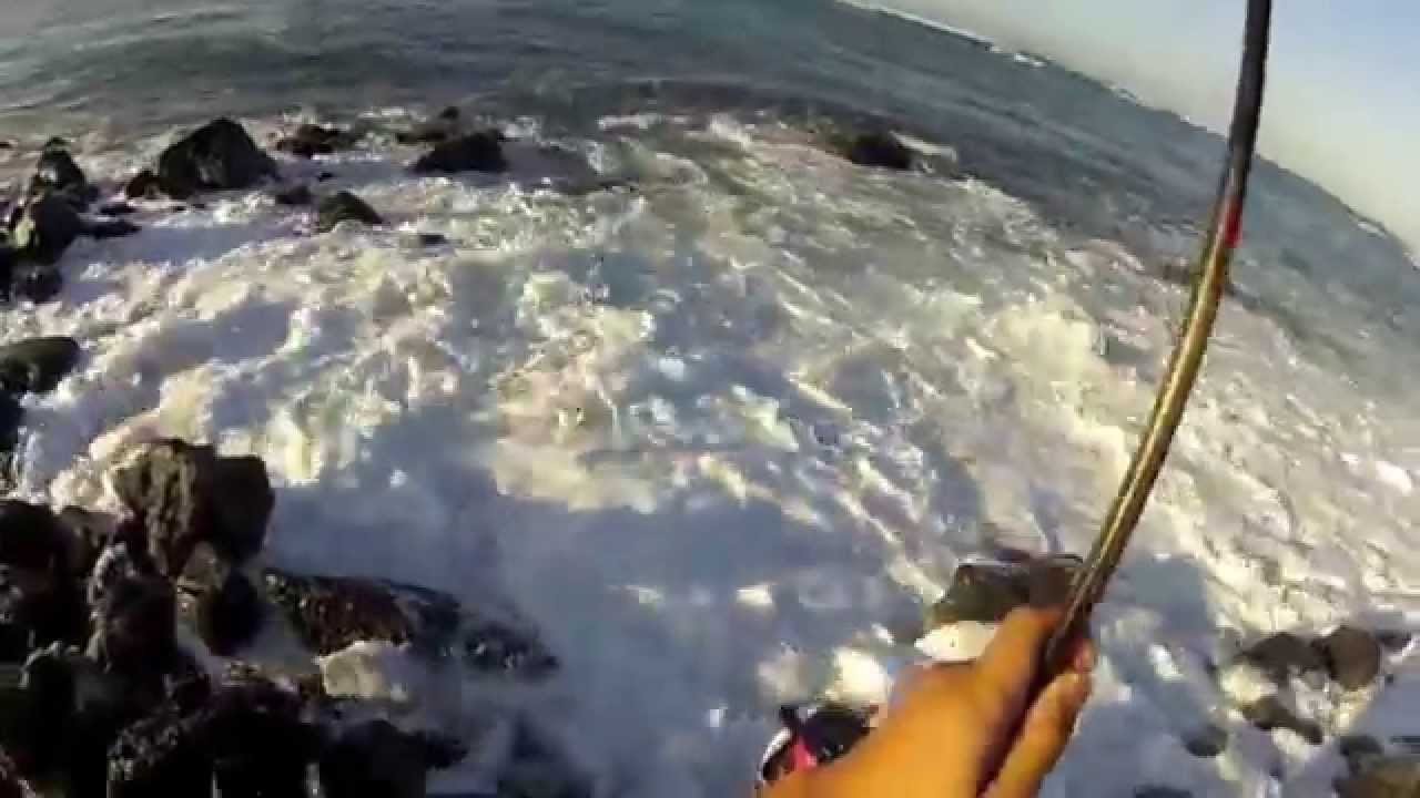 Menpachi Papio caught with Campania Lures and a Tica 10' Salmon Steel ...