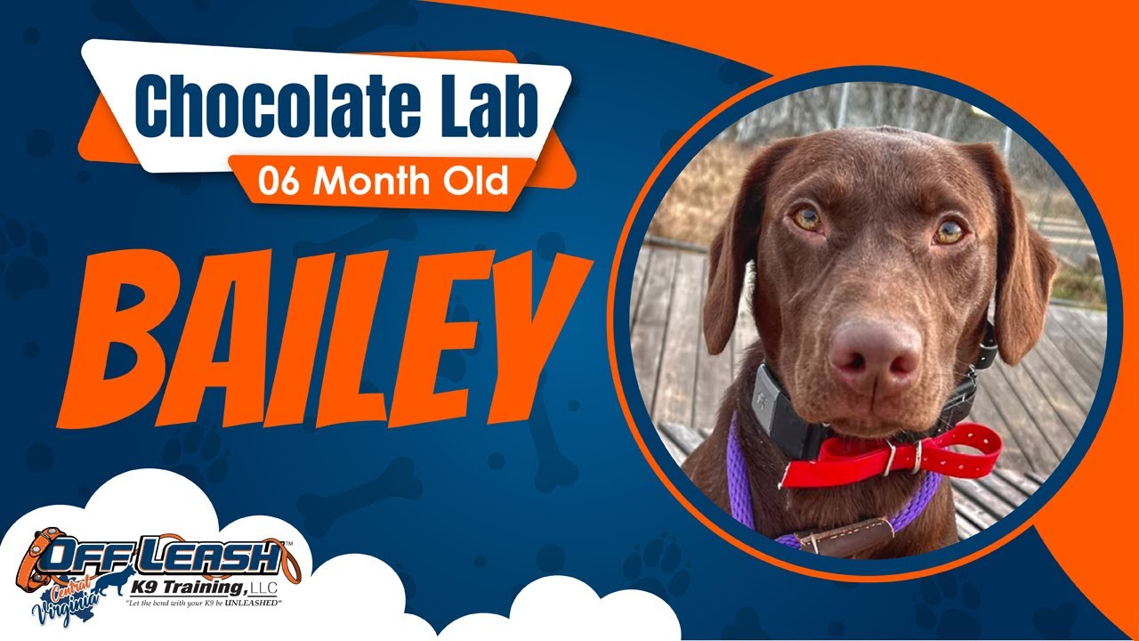 6 MO Chocolate Lab (Bailey) Best Dog Trainers in VA - YouTube