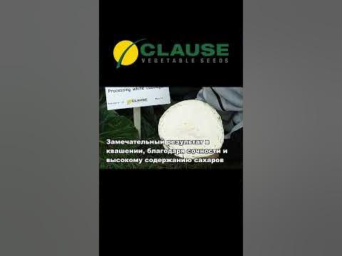 Универсальный высокоурожайный гибрид капусты БРИГАДИР F1! #агробизнес # ...