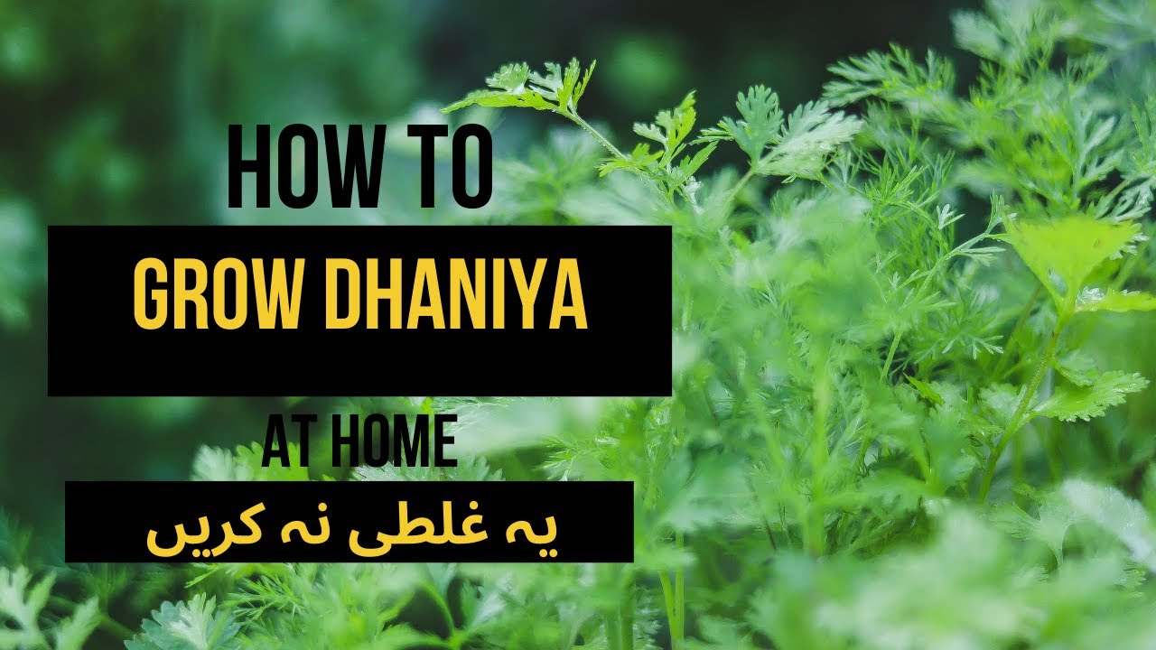 How to Grow Dhaniya/Coriander at Home - YouTube