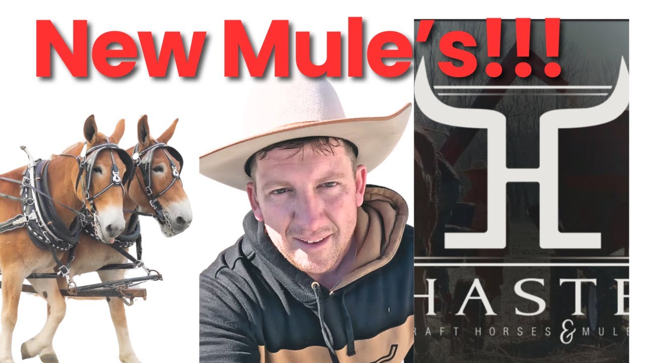 NEW Draft Mule Teams, Homestead Equipment & Working Horses | Full Barn ...