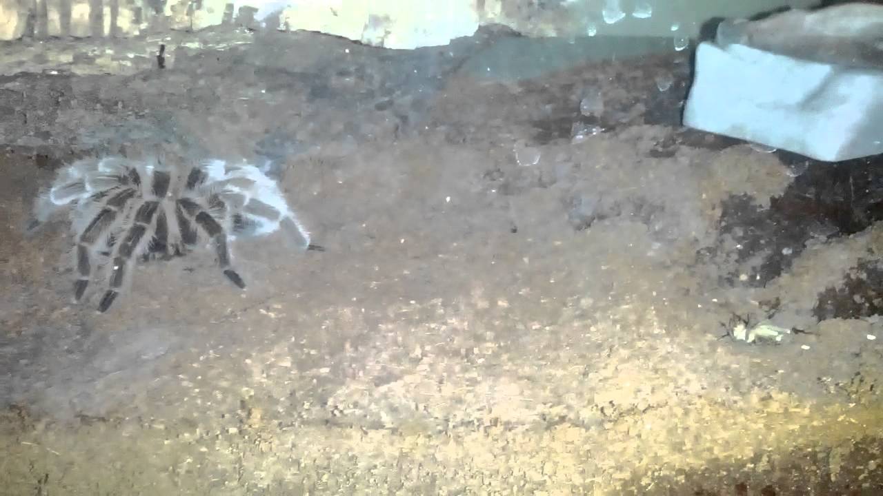 Tarantula eating crickets! - YouTube