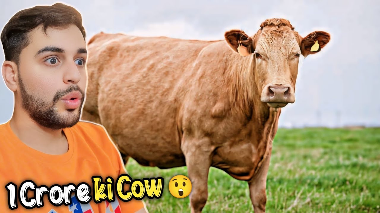 QURBANI KA 1 Crore KA JANWAR 🐂|| Expensive Cow Mandi - YouTube
