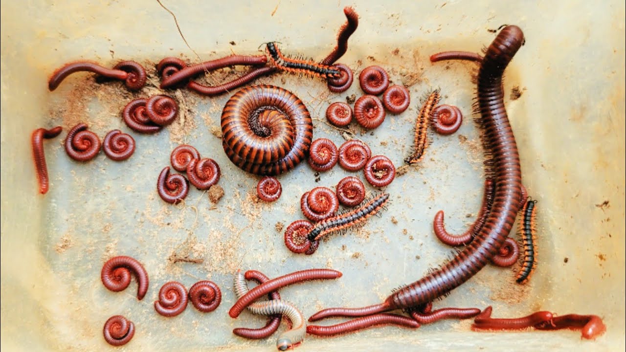 Wonderful Red Millipedes In Holes With Giant Millipedes - YouTube