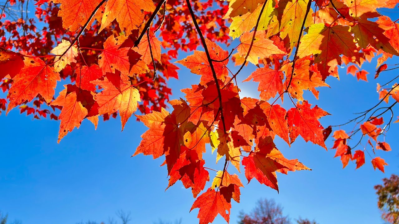 Stunning fall foliage colors in West Virginia | Part 3 - YouTube