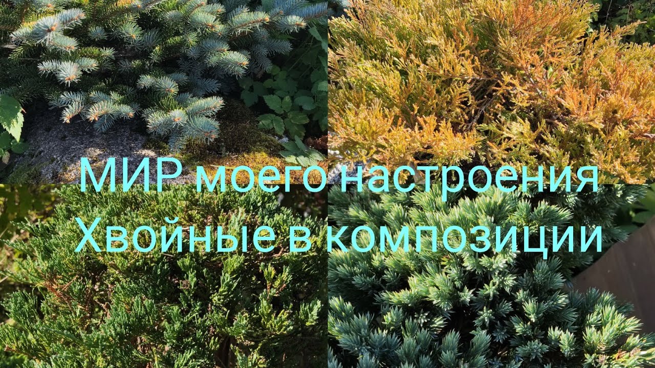 20.09.24 Планирую композицию растений с хвойными в новой грядке.Важные ...