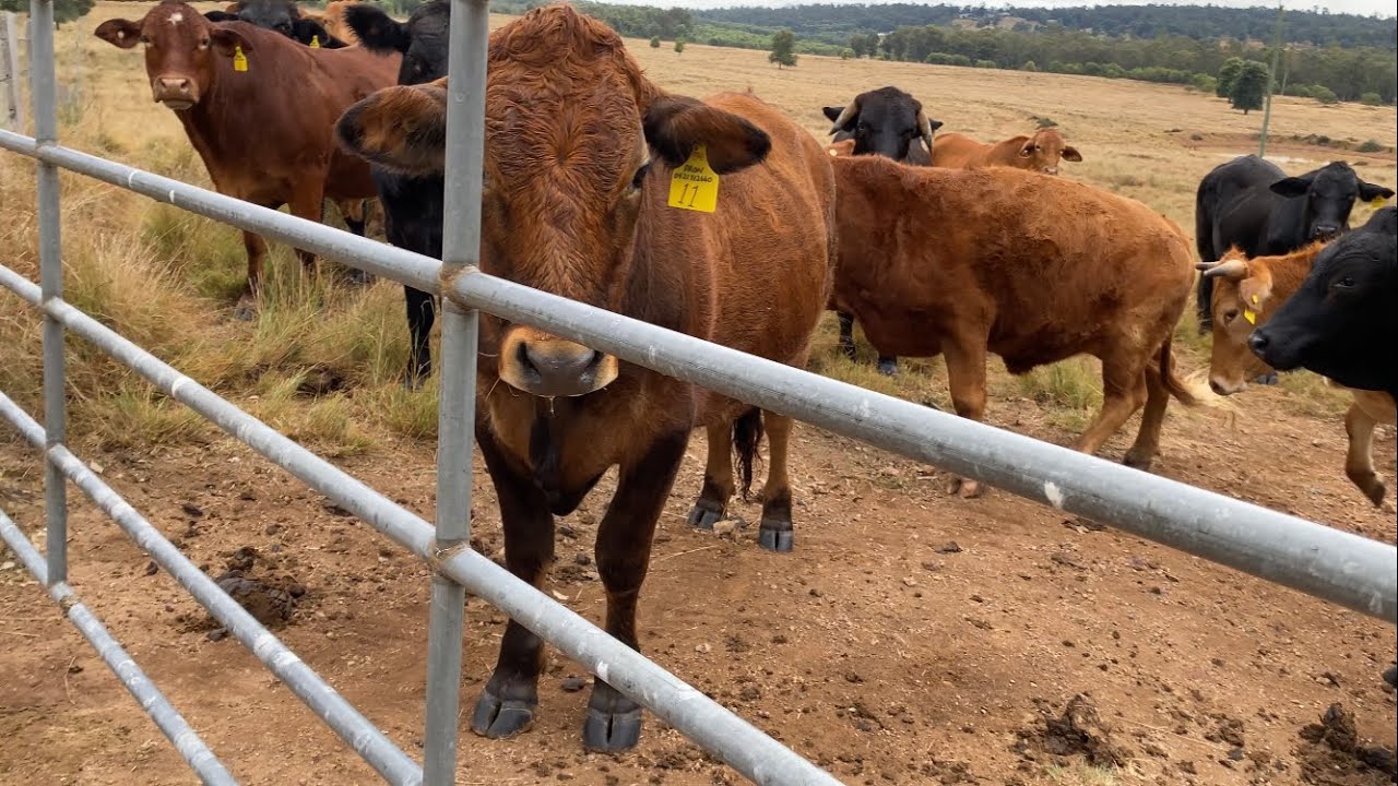 Tractor problem diagnosed. Cows on the move. - YouTube