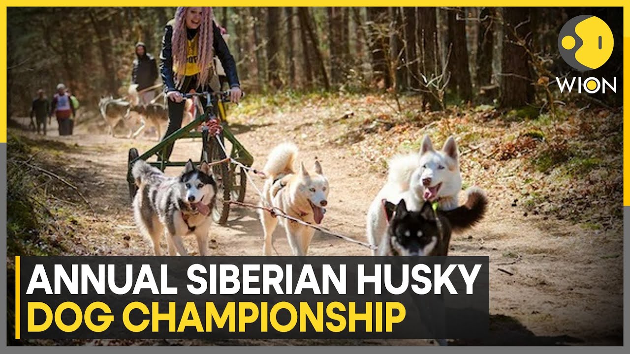 Annual Siberian Husky Dog Championship Takes Place in Britain | World ...