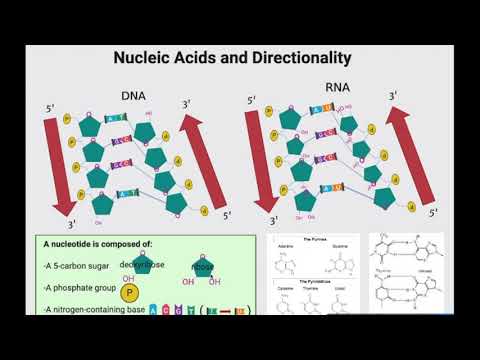Nucleic Acids and Directionality - YouTube