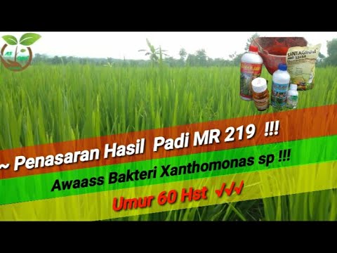 Padi Mr 219 Umur 60 Hst || Awas Bakteri Xanthomonas SP / Kresek ...
