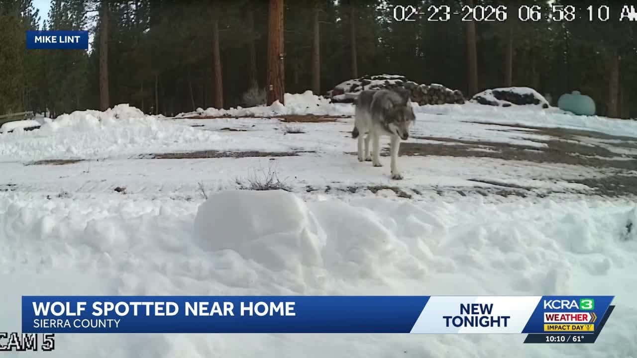 Sierra County homeowner captures wolf on camera near Loyalton - YouTube