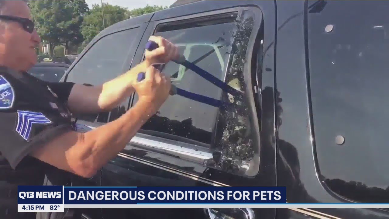 Cops in Washington can break windows to rescue pets from hot cars - YouTube