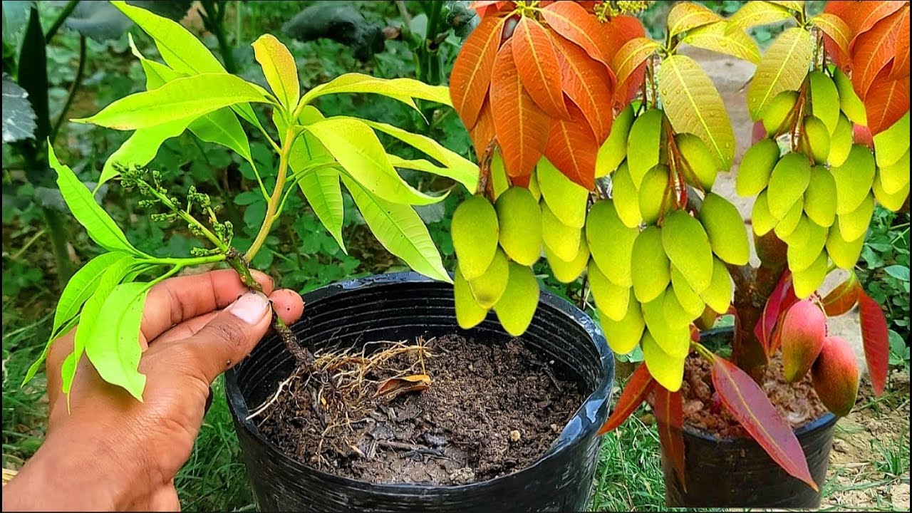 Simple Method Grow Mango Tree | How To Grafting Mango Tree With Egg Has ...