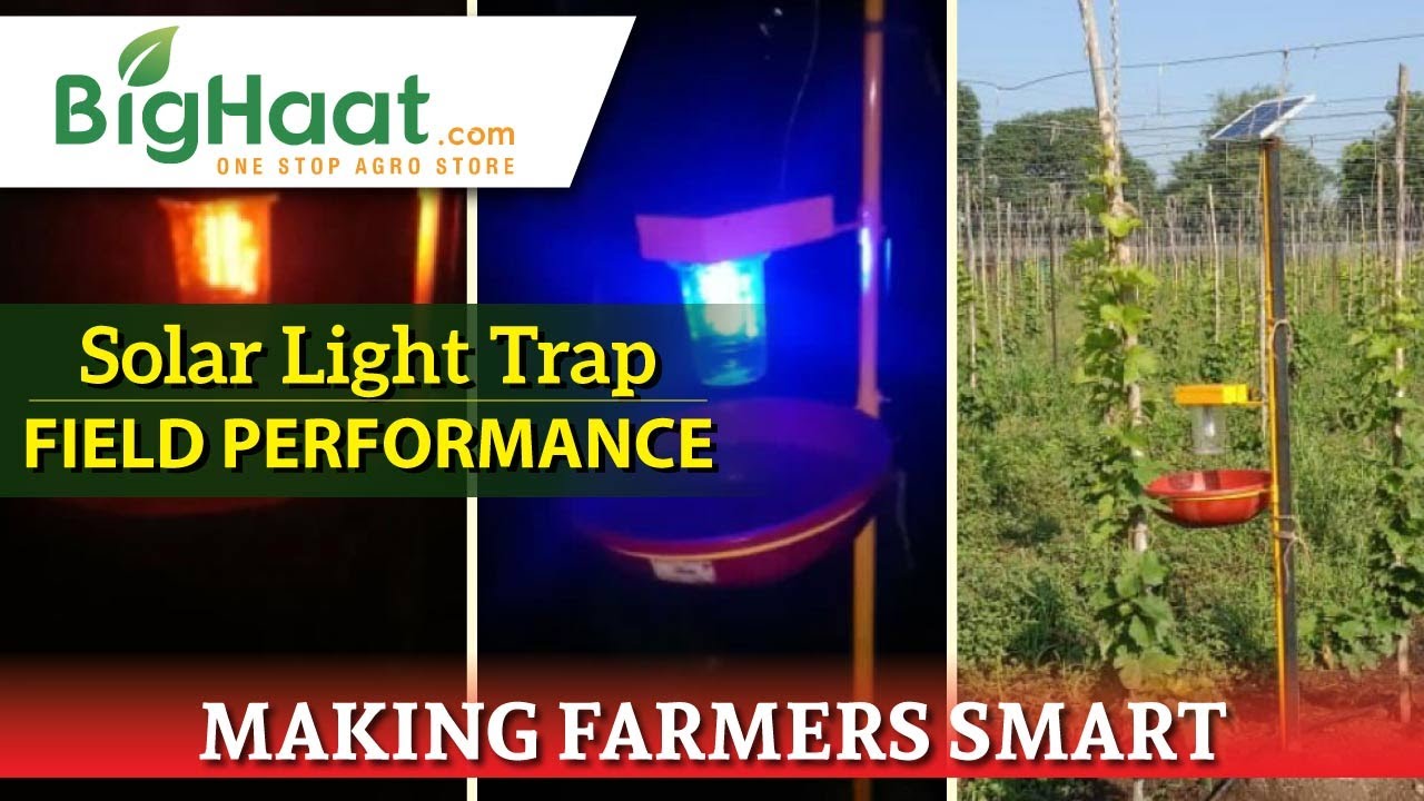 Solar Insect Trap Field Performance | BigHaat - YouTube