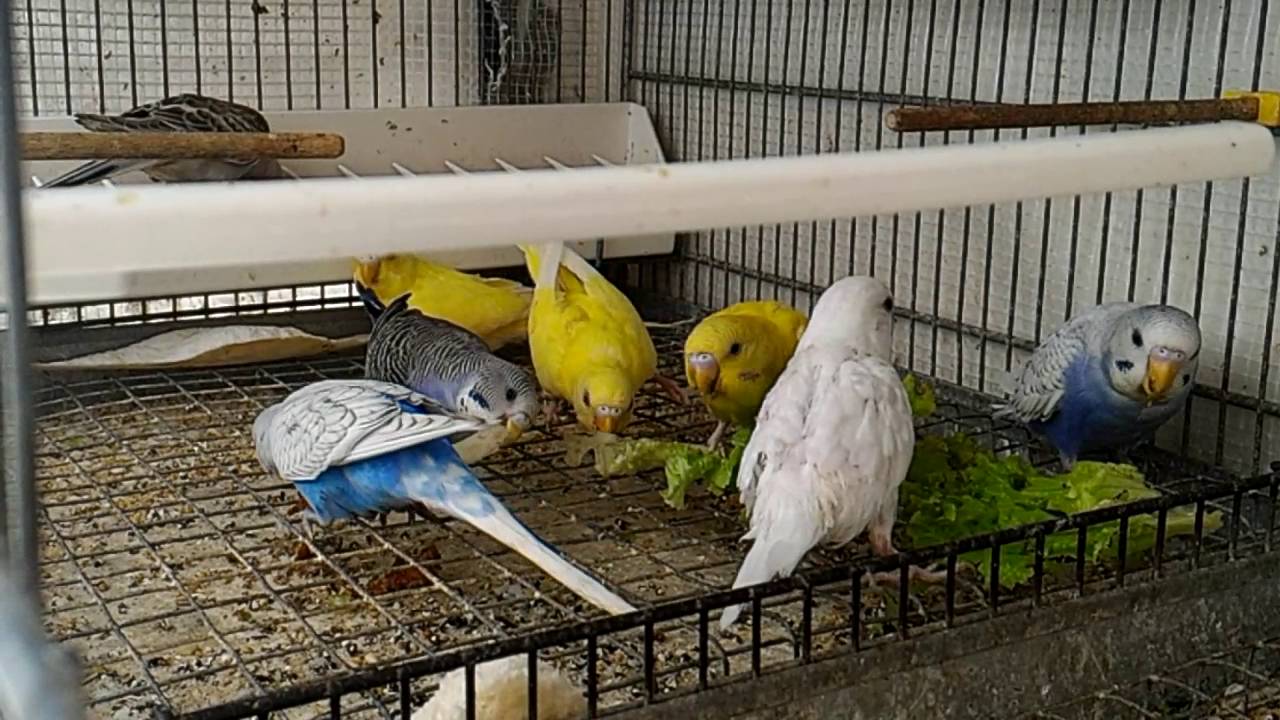 Cocoriti e Cocorite in Voliera - YouTube