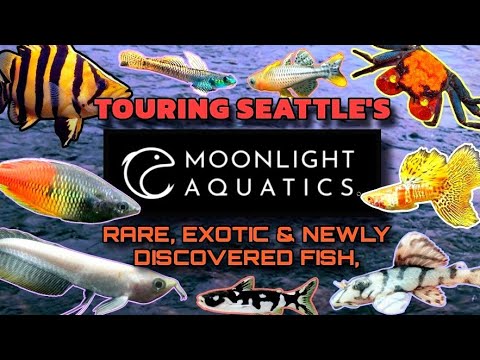 NEW Seattle Aquarium Shop Tour: MOONLIGHT AQUATICS: Exotic & Rare Fish ...