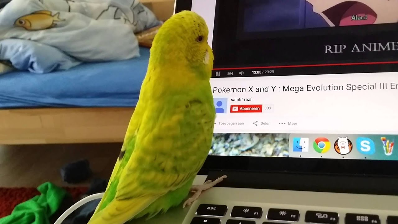 Budgie watches Pokemon Mega Evolution Specials - YouTube