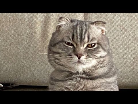 hopecore:Cat😼 - YouTube