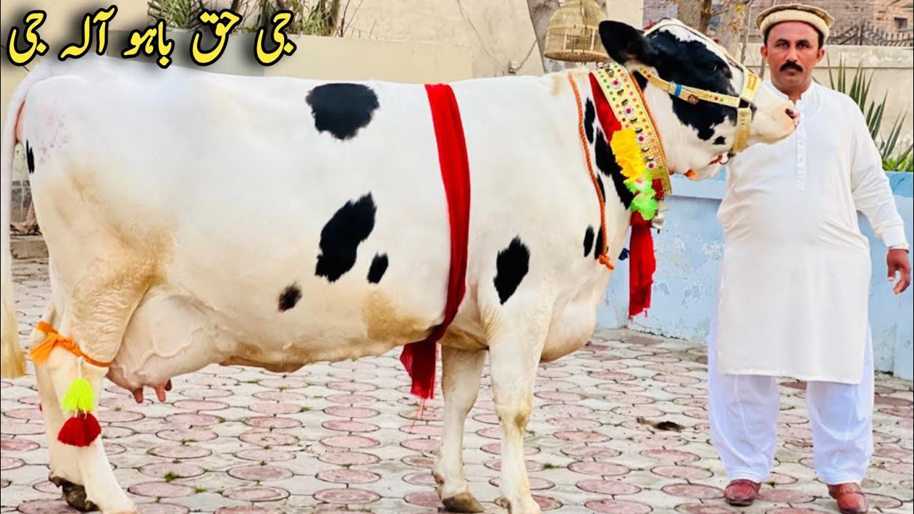Haq Bahoo Dairy Farm | Top 10 Cows | Best cows ever | 18 February 2023 ...
