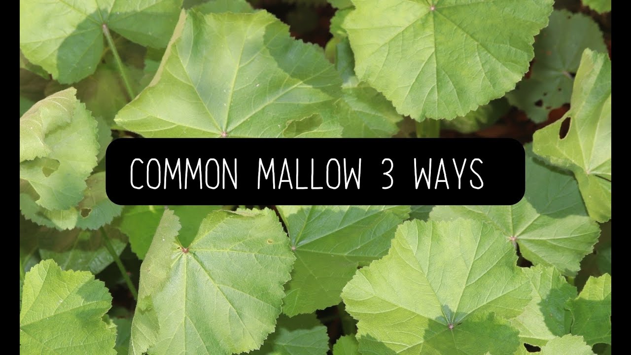 THREE WAYS TO USE COMMON MALLOW - (Molokhia - Mallow Soup, Green ...