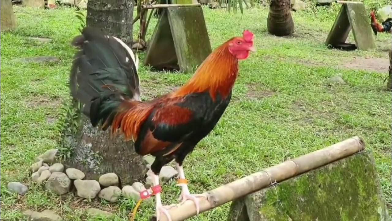 MT.BANAHAW GAMEFARM | TORNADO HATCH | SUPER BROWNRED| PERFECTION ROUNDHEAD - YouTube