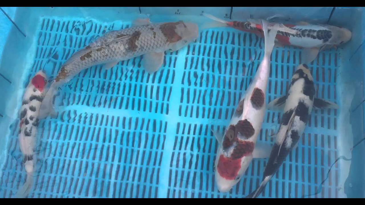 10-14" Premium Select Koi from Blue Ridge Fish Hatchery - YouTube