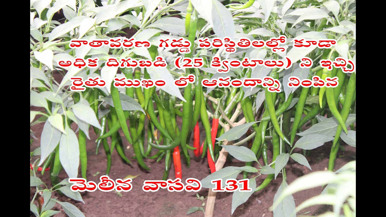 F1 Hybrid Chilli MELYNA VASAVI 131, 7483501905 , 7337646464 (Farmer ...