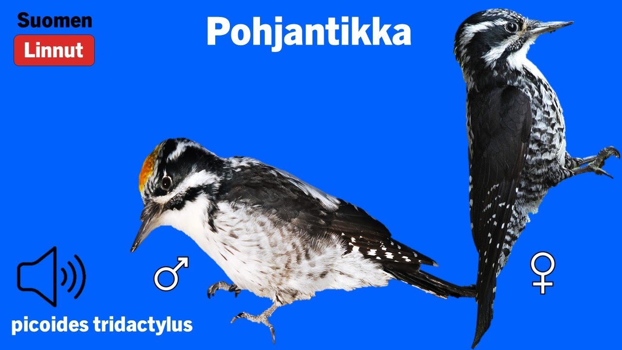 Pohjantikka - Picoides tridactylus - Three-toed Woodpecker - tretåig ...