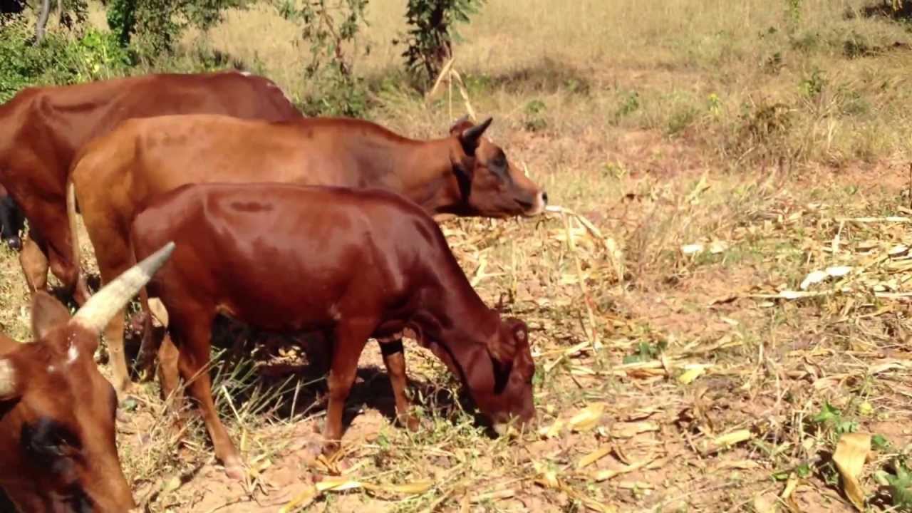 Nyamakosi Village Mutoko Zimbabwe - YouTube