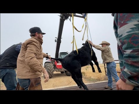Turning Cattle Out On Wheat and One Gets STUCK in a Cattle Guard! - YouTube