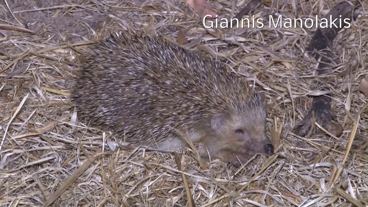 Σκατζόχοιρος σηκώνει αγκάθια και γίνεται μπάλα Hedgehog in defense ...
