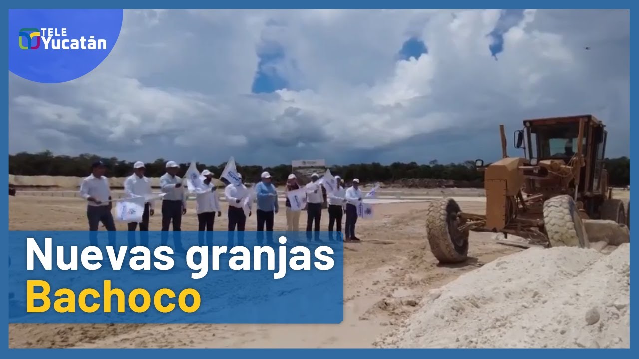 🍗Inicia construcción de granjas de Bachoco en Peto🐔 | TELE Yucatán ...