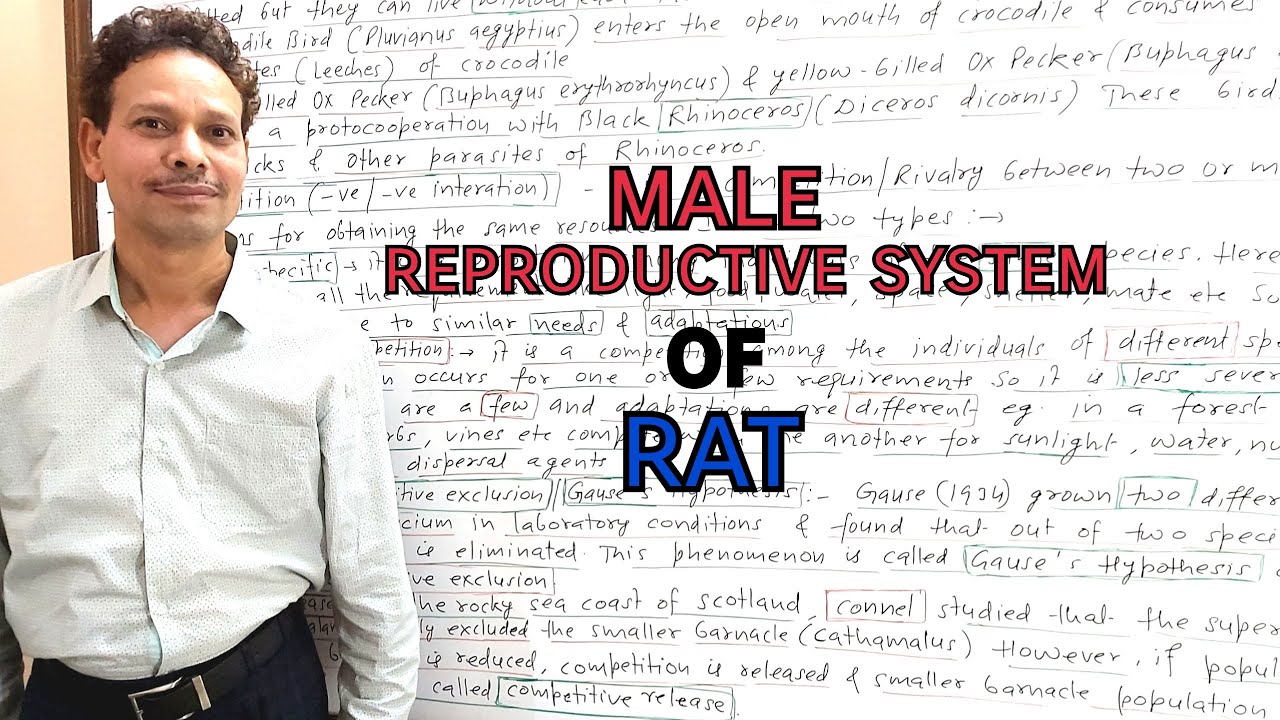 Male Reproductive System of Rat | For IAS,NEET,GATE,NET and BSc - YouTube