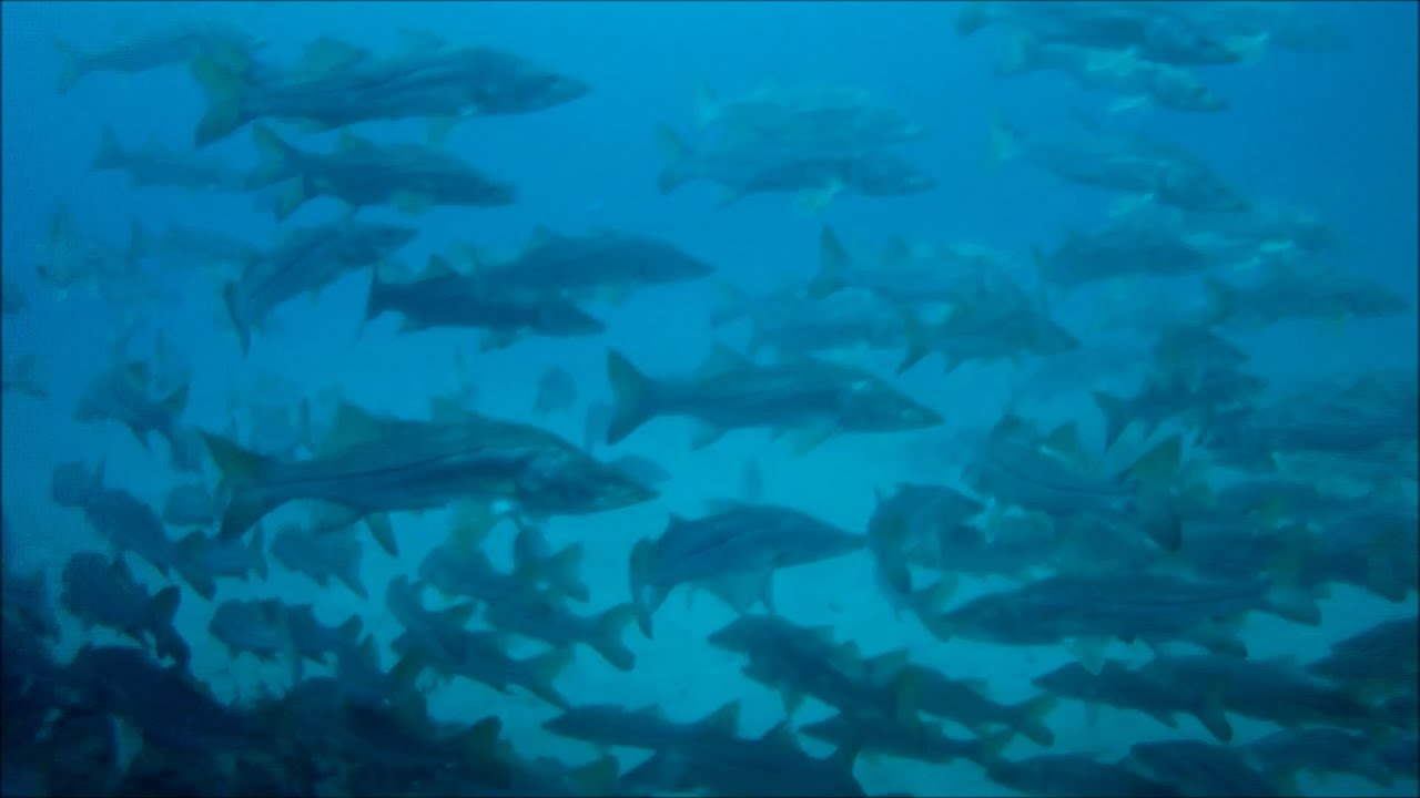Unbelievable Underwater Footage of Snook Spawning Population at Port ...