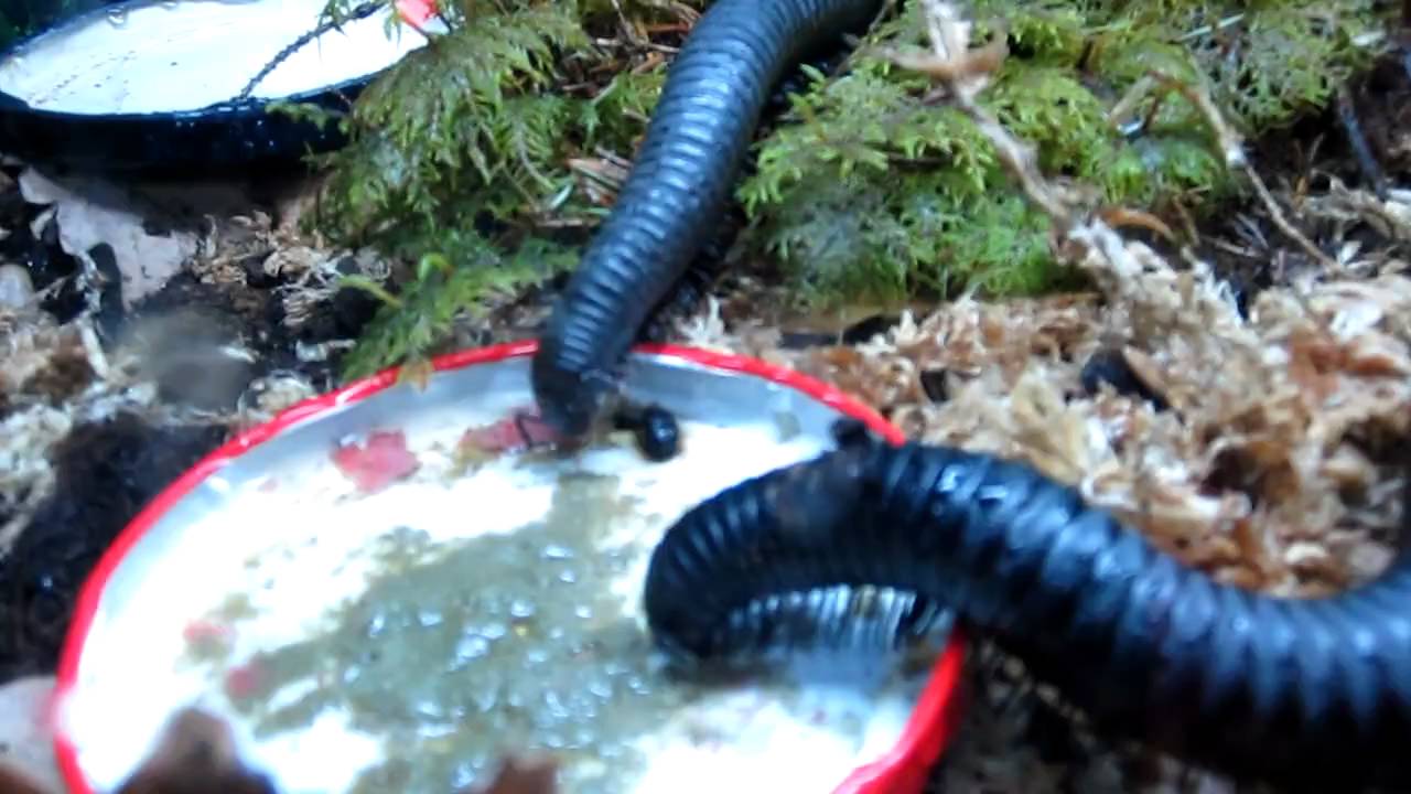 Mardonius parilis acuticonus - YouTube